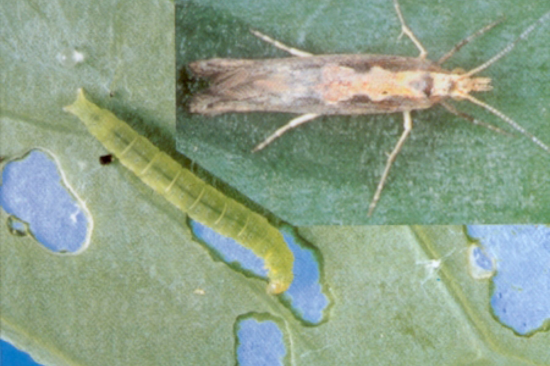 Diamond back moth - Westag Trading