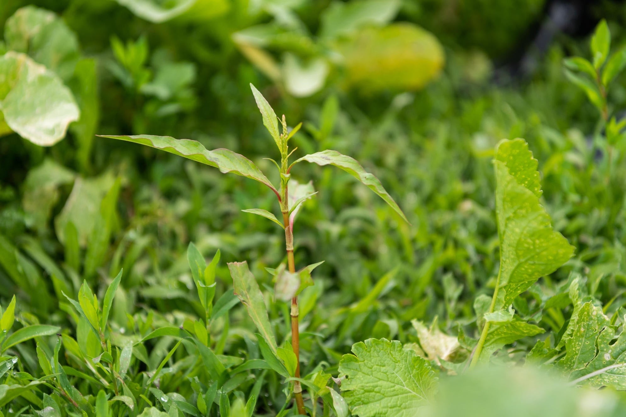 Water Pepper - Westag Trading