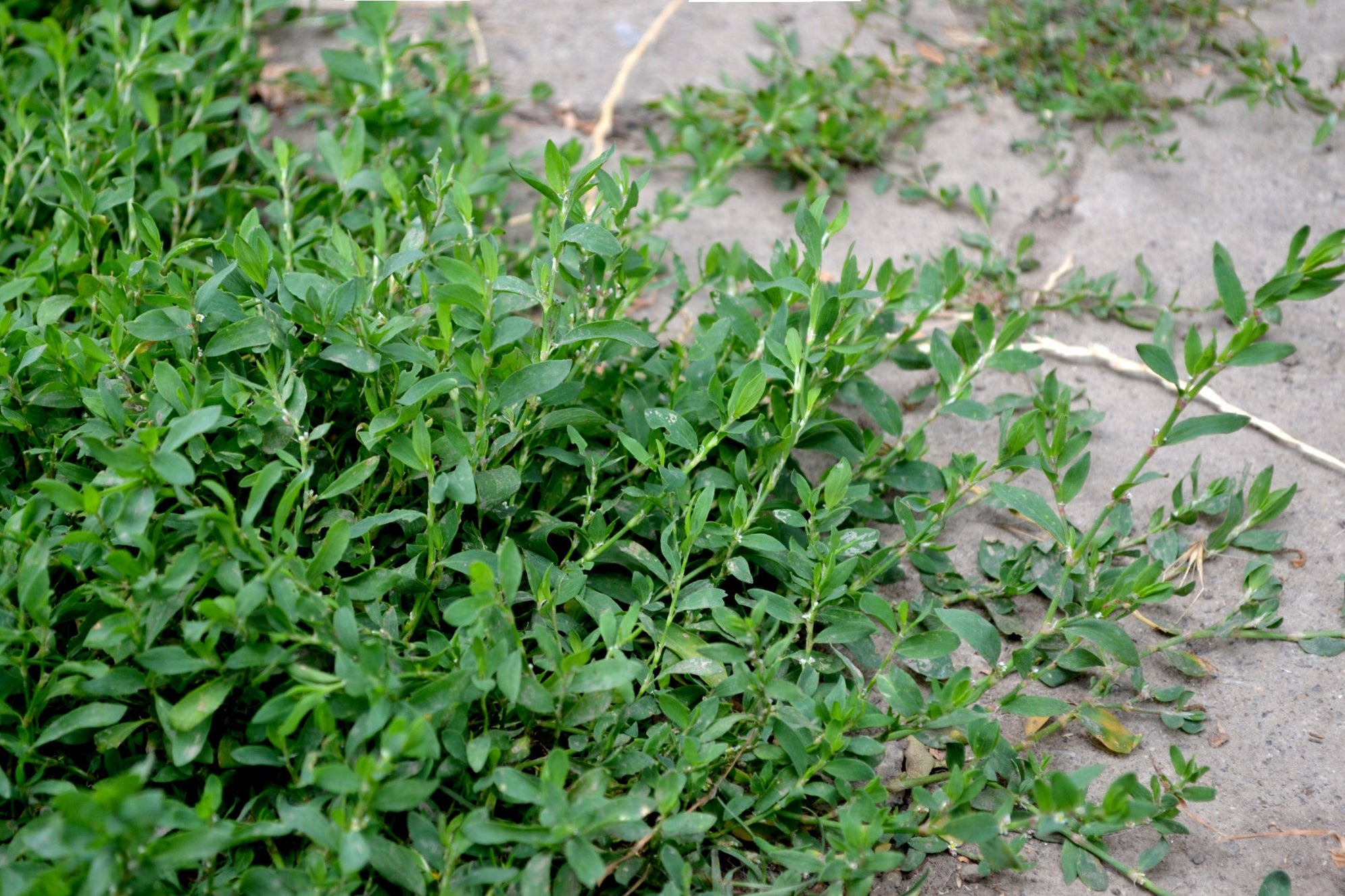 Wire Weed - Westag Trading