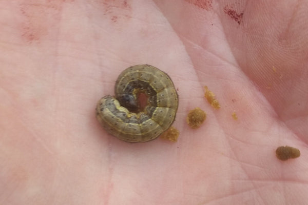 Army worm - Westag Trading