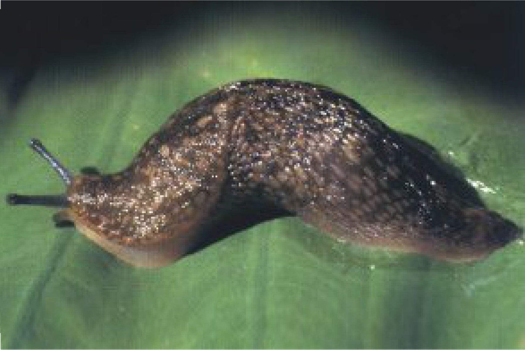 Moluscs | Slugs | Snails - Westag Trading